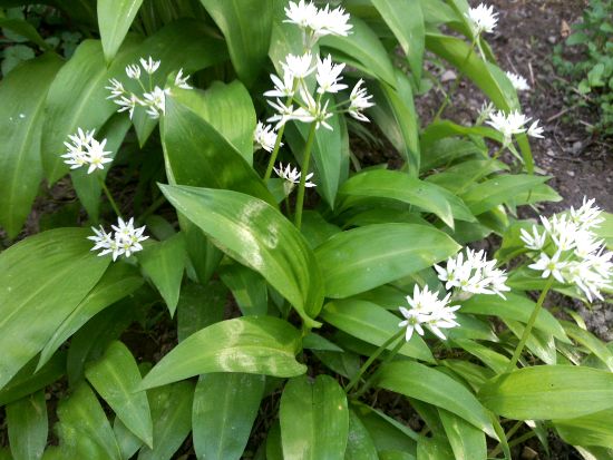 LEURDA (Allium ursinum) IN STOC APRILIE-IUNIE – STEINPILZE.RO